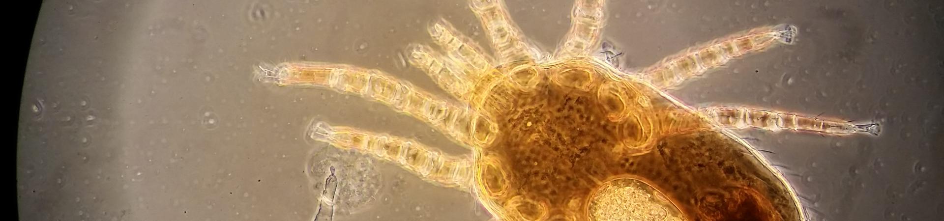 Murillo Research Group | Department of Entomology