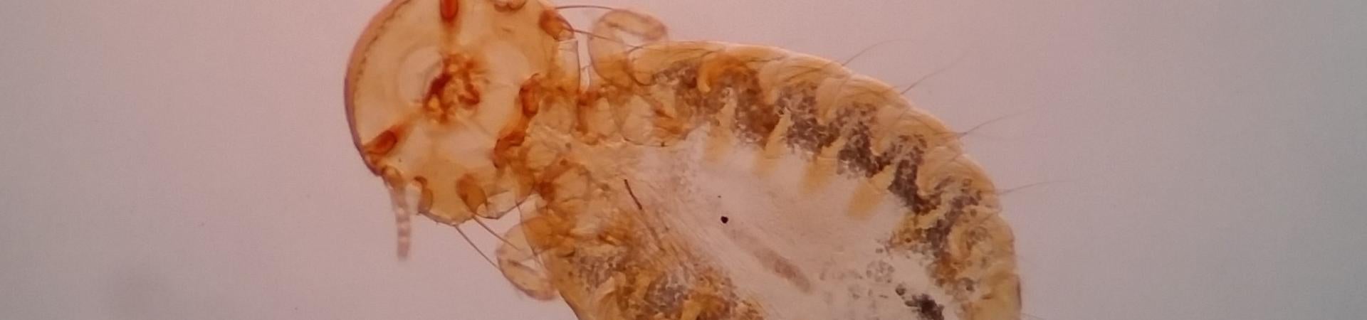 Murillo Research Group | Department of Entomology