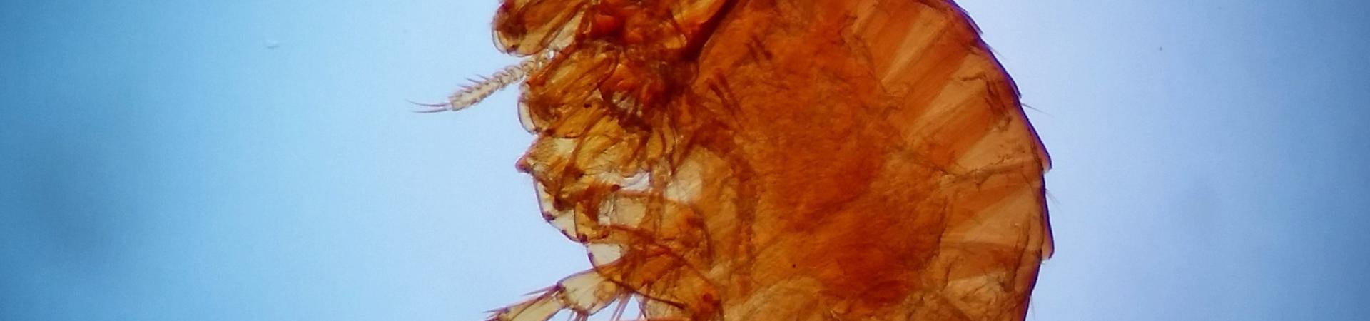 Murillo Research Group | Department of Entomology